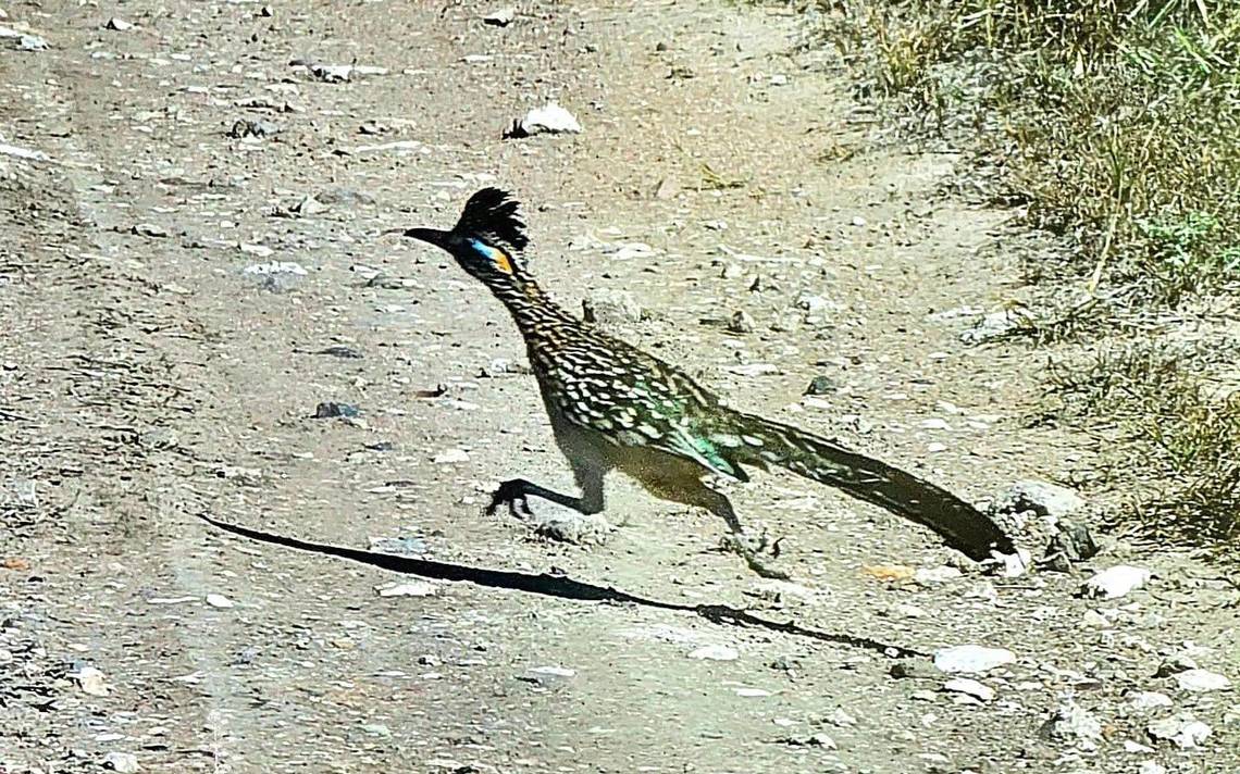 EL CORRECAMINOS: PÁJARO VELOZ – Revista Somos Conalep