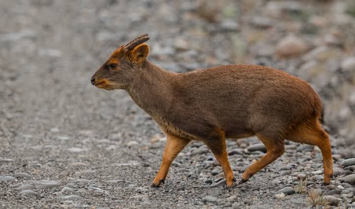 Pudú de la Yunga: descubren nueva especie de mamífero en Perú – Revista ...