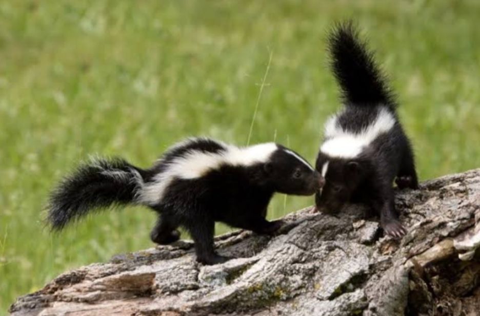 El Encantador Zorrillo: Comprendiendo el Papel y los Mitos de Este ...