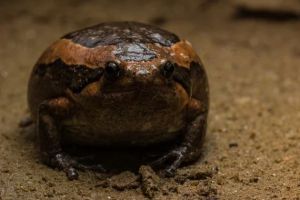 El Sapo Toro: Un Gigante Sorprendente – Revista Somos Conalep