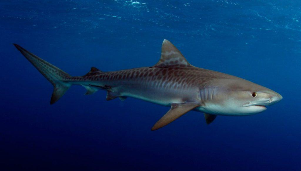 Tiburón tigre: Un animal marino en peligro de extinción. – Revista ...